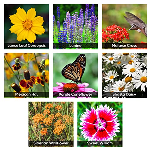 85,000 Wildflower Seeds, 35 Varietiey Wild Flowers Bulk Flower Seeds, Mix of Annual and Perennial Bulk Packet Seeds for Planting, Perennial Wild Flower Seeds, Semillas de Flores Hermosas