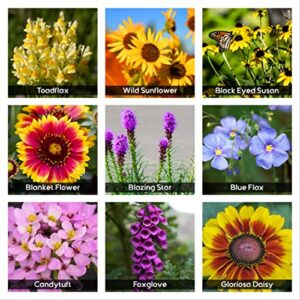 85,000 Wildflower Seeds, 35 Varietiey Wild Flowers Bulk Flower Seeds, Mix of Annual and Perennial Bulk Packet Seeds for Planting, Perennial Wild Flower Seeds, Semillas de Flores Hermosas