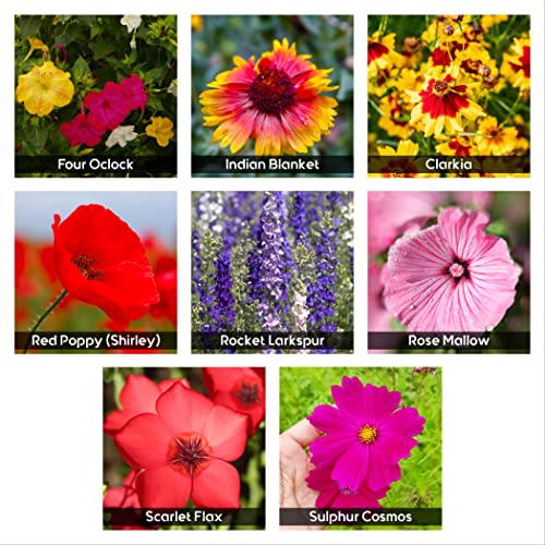 85,000 Wildflower Seeds, 35 Varietiey Wild Flowers Bulk Flower Seeds, Mix of Annual and Perennial Bulk Packet Seeds for Planting, Perennial Wild Flower Seeds, Semillas de Flores Hermosas