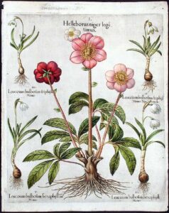 [christmas rose] helleborus niger legitimus; [snowdrop] leucoium bulbosum triphyl maius byzanthinum; [[snowdrop] leucoium bulbosum triphyl minus; [snowflake] leucoium bulbosum nexaphyll maius; [small-flowered snowflake] leucoium bulbosum hexaphyllon minus