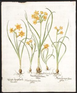 [yellow narcissus] narcissus maior juncifolius; [yellow narcissus] narcissus juncifolius latiore calice; [yellow narcissus] narcissus minor juncifolius; [yellow narcissus] narcissus minimus juncifolius; [petticoat narcissus] pseudo narcissus juncifolius