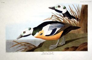 western duck. from”the birds of america” (amsterdam edition)