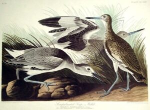 semipalmated snipe or willet. from”the birds of america” (amsterdam edition)