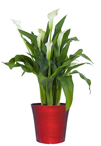 Classic Home and Garden 1255-098 Bella Planter, Ruby Slipper