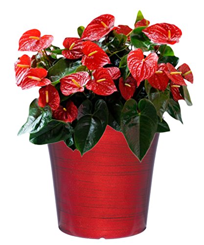 Classic Home and Garden 1255-098 Bella Planter, Ruby Slipper