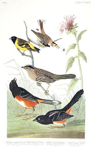 Chestnut-colored Finch, Black-headed Siskin, Black crown Bunting, Arctic Ground-Finch. From"The Birds of America" (Amsterdam Edition)