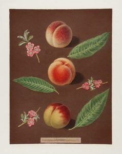 [peach] chancellor peach; catherine peach; old newington peach