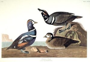 harlequin duck. from”the birds of america” (amsterdam edition)