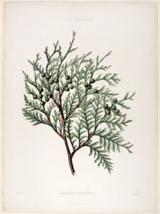 cupressus nutkaensis (nootka or alaska cedar)