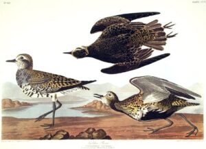 golden plover. from”the birds of america” (amsterdam edition)