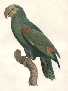 [l’amazone α tΩte jaune (yellow-crowned amazon [amazona ochrocephala])]