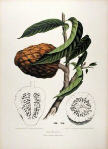 anona reticulata [custard apple]