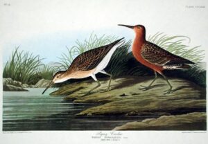 pigmy curlew. from”the birds of america” (amsterdam edition)