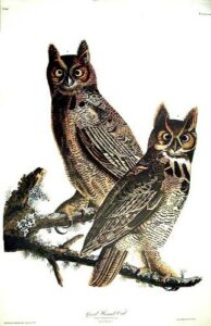 great horned owl. from”the birds of america” (amsterdam edition)