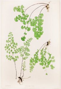 adiantum capillus-veneris [maidenhair fern]