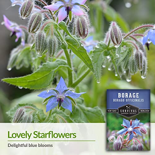 Survival Garden Seeds - Borage Seed for Planting - Packet with Instructions to Plant and Grow Beautiful Medicinal Herb in Your Home Vegetable Garden - Non-GMO Heirloom Variety - Attracts Pollinators