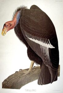 california vulture. from”the birds of america” (amsterdam edition)