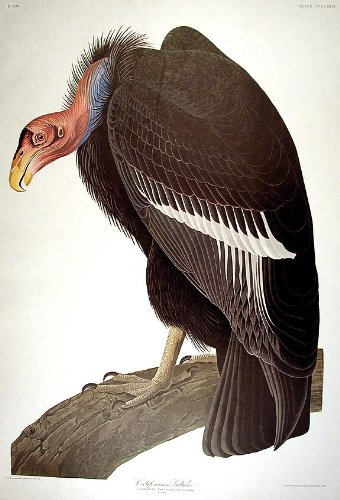 California Vulture. From"The Birds of America" (Amsterdam Edition)