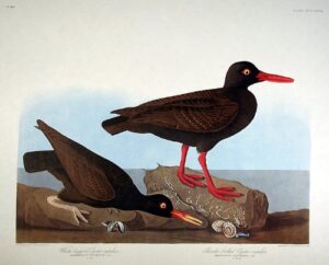 white-legged oyster-catcher, slender-billed oyster-catcher. from”the birds of america” (amsterdam edition)