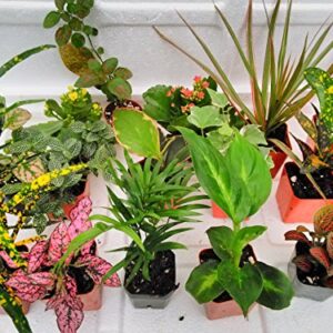 Terrarium & Fairy Garden Plants - 5 Plants in 2.5 (Is Approximately 4 to 6 Inches Height of the Plant)