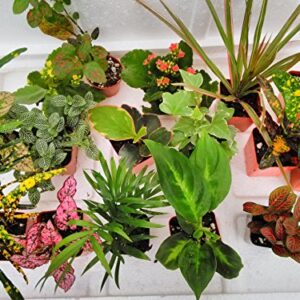 Terrarium & Fairy Garden Plants - 5 Plants in 2.5 (Is Approximately 4 to 6 Inches Height of the Plant)