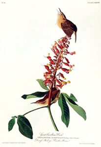 great carolina wren. from”the birds of america” (amsterdam edition)