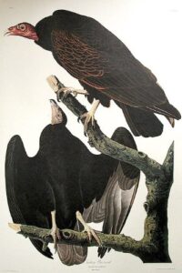 turkey buzzard. from”the birds of america” (amsterdam edition)