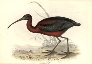 glossy ibis