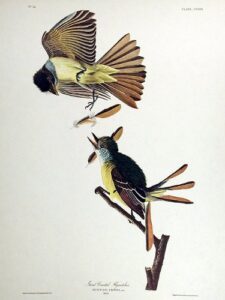 great crested flycatcher. from”the birds of america” (amsterdam edition)