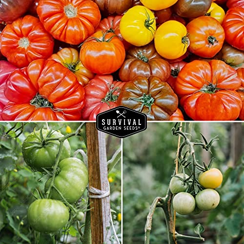 Survival Garden Seeds Colorful Tomato Collection - Black Krim, Great White, Aunt Ruby’s German Green, Hillbilly, & Cherokee Purple Tomato Packets - 5 Delicious Non-GMO Heirloom Varieties