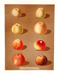 [apples] robertson’s pippin; blanchard’s peppin; lemon pippin apple; aromatic pippin; embroidered pippin