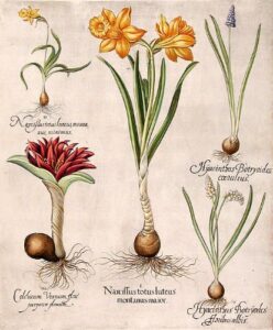 [trumpet narcissus] narcissus totus luteus montanus maior; [wild trumpet narcissus] narcissus totus luteus montanus minimus; [multiple-flowered spring meadow saffron] colchicum vernum flore purpureo plenum; [hyacinth] hyacinthus botryoides coeruleus; [gra