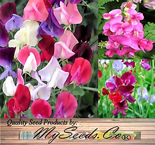 Big Pack - Sweet Pea Sweetpea Flower Seed (400+) Lathyrus odoratus Flower Seeds - Heirloom Mix Very Fragrant Blooms - Red Salmon Pink Lavender - Non-GMO Flower Seeds By MySeeds.Co (Big Pack Sweet Pea)