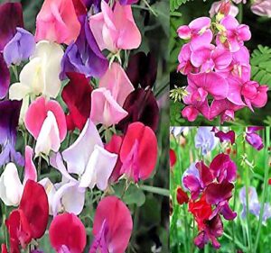 big pack – sweet pea sweetpea flower seed (400+) lathyrus odoratus flower seeds – heirloom mix very fragrant blooms – red salmon pink lavender – non-gmo flower seeds by myseeds.co (big pack sweet pea)