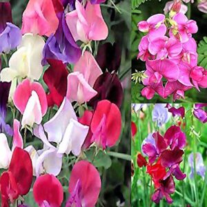 Big Pack - Sweet Pea Sweetpea Flower Seed (400+) Lathyrus odoratus Flower Seeds - Heirloom Mix Very Fragrant Blooms - Red Salmon Pink Lavender - Non-GMO Flower Seeds By MySeeds.Co (Big Pack Sweet Pea)