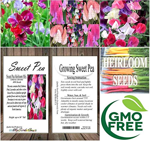 Big Pack - Sweet Pea Sweetpea Flower Seed (400+) Lathyrus odoratus Flower Seeds - Heirloom Mix Very Fragrant Blooms - Red Salmon Pink Lavender - Non-GMO Flower Seeds By MySeeds.Co (Big Pack Sweet Pea)