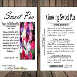 Big Pack - Sweet Pea Sweetpea Flower Seed (400+) Lathyrus odoratus Flower Seeds - Heirloom Mix Very Fragrant Blooms - Red Salmon Pink Lavender - Non-GMO Flower Seeds By MySeeds.Co (Big Pack Sweet Pea)