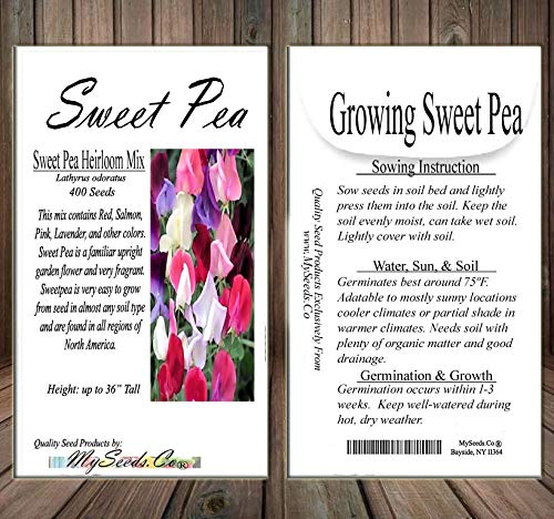 Big Pack - Sweet Pea Sweetpea Flower Seed (400+) Lathyrus odoratus Flower Seeds - Heirloom Mix Very Fragrant Blooms - Red Salmon Pink Lavender - Non-GMO Flower Seeds By MySeeds.Co (Big Pack Sweet Pea)