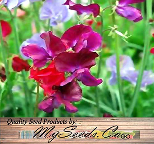 Big Pack - Sweet Pea Sweetpea Flower Seed (400+) Lathyrus odoratus Flower Seeds - Heirloom Mix Very Fragrant Blooms - Red Salmon Pink Lavender - Non-GMO Flower Seeds By MySeeds.Co (Big Pack Sweet Pea)