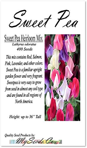 Big Pack - Sweet Pea Sweetpea Flower Seed (400+) Lathyrus odoratus Flower Seeds - Heirloom Mix Very Fragrant Blooms - Red Salmon Pink Lavender - Non-GMO Flower Seeds By MySeeds.Co (Big Pack Sweet Pea)