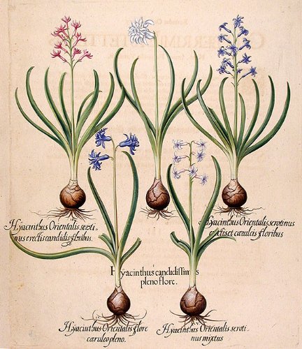 [Hyacinth] Hyacinthus candidissimus pleno flore; [Common hyacinth] Hyacinthus Orientalis serotinus erectis candidis floribus; [Common hyacinth] Hyacinthus Orientalis serotinus erectis et coeruleis floribus; [Common hyacinth] Hyacinthus Orientalis flore cµ