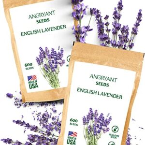 English Lavender Seeds for Planting Medicinal Herb Garden - 1,200 Heirloom, Non-GMO, Untreated Seeds - 100% USA Grown - Easy to Grow Perennial Violet-Purple Flowers - Suitable for Indoors and Outdoors