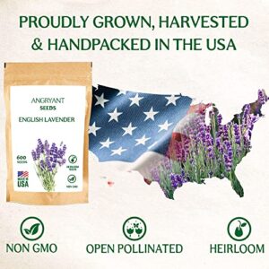 English Lavender Seeds for Planting Medicinal Herb Garden - 1,200 Heirloom, Non-GMO, Untreated Seeds - 100% USA Grown - Easy to Grow Perennial Violet-Purple Flowers - Suitable for Indoors and Outdoors