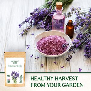 English Lavender Seeds for Planting Medicinal Herb Garden - 1,200 Heirloom, Non-GMO, Untreated Seeds - 100% USA Grown - Easy to Grow Perennial Violet-Purple Flowers - Suitable for Indoors and Outdoors