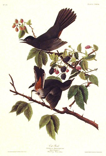 Cat Bird. From"The Birds of America" (Amsterdam Edition)