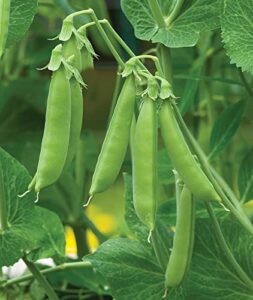 burpee sugar snap pea seeds 300 seeds