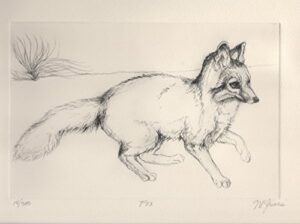 fox