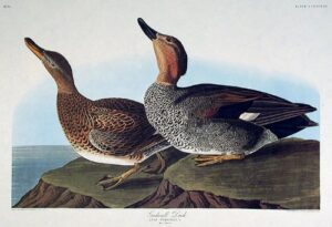 gadwall duck. from”the birds of america” (amsterdam edition)