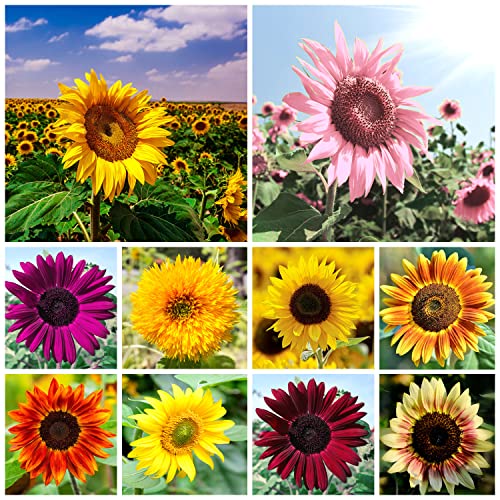 1000+ Mix Sunflower Seeds for Planting Heirloom and Non-GMO Easy to Plant and Grow - 10 Varieties Seeds for Outdoor Garden