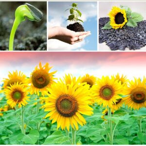 1000+ Mix Sunflower Seeds for Planting Heirloom and Non-GMO Easy to Plant and Grow - 10 Varieties Seeds for Outdoor Garden